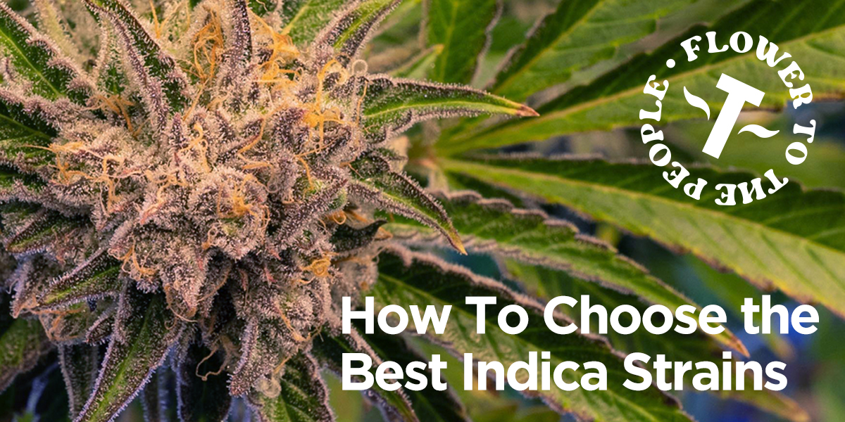 Choosing the Best Indica Strains: Terrapin's Easy Guide